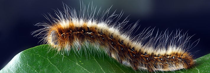Der Unterschied zwischen einem Computer-Virus und einem Computer-Wurm